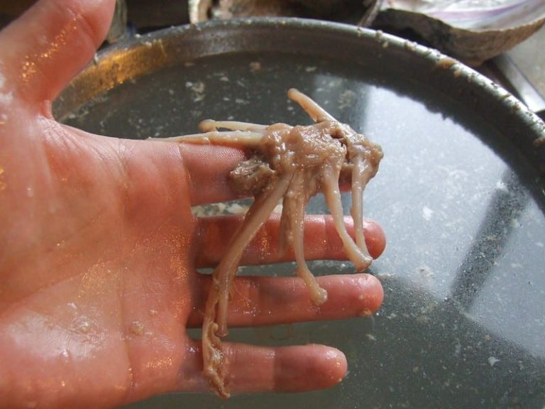 How to Clean Tissue Off of Bones before Whitening - The Bone Cleaner