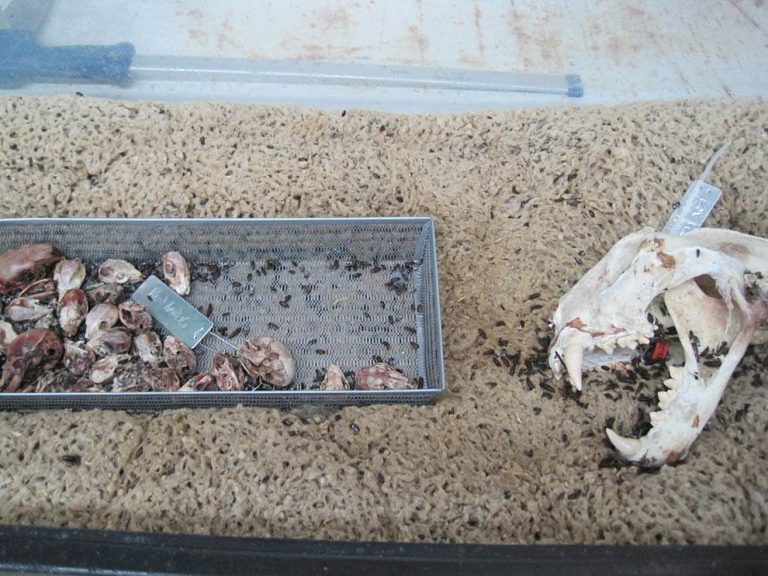 How to Clean Tissue Off of Bones before Whitening - The Bone Cleaner