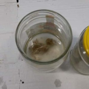 How to Clean Tissue Off of Bones before Whitening - The Bone Cleaner