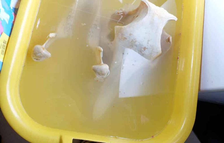 How to Degrease Bones - The Bone Cleaner