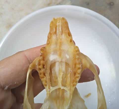 The Ultimate Guide on How to Clean Animal Bones for Display (Step by ...