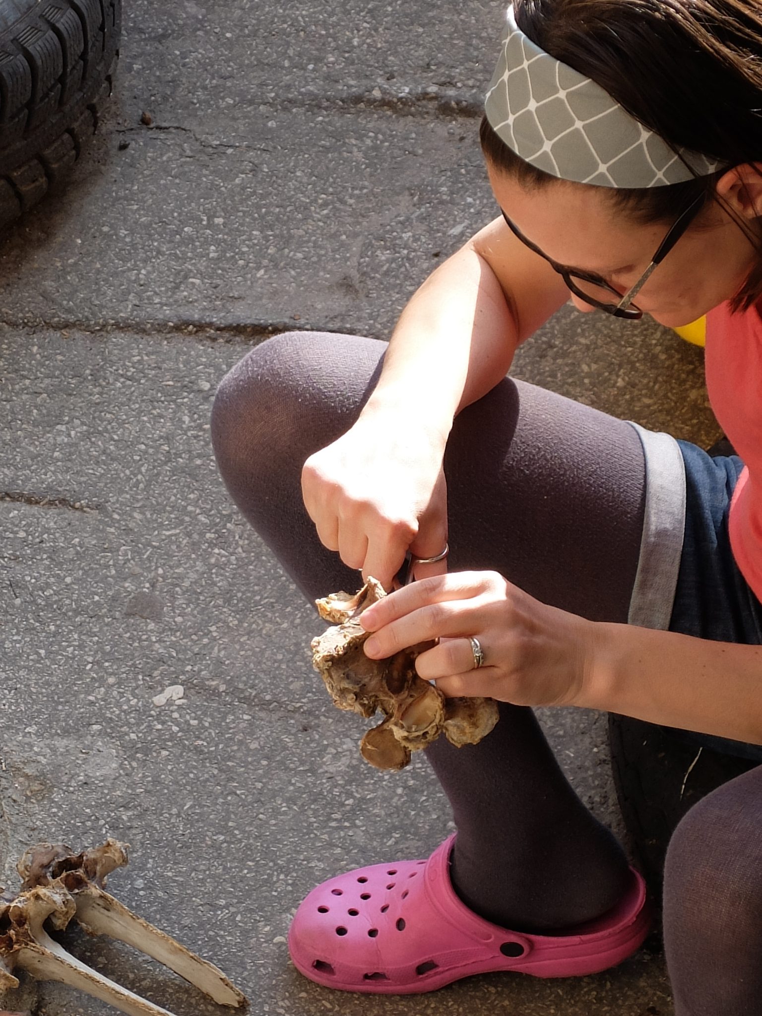 How to Degrease Bones - The Bone Cleaner