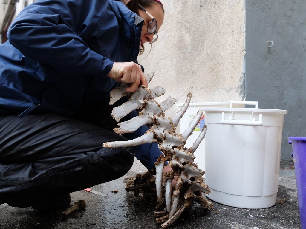 Where to Find Animal Bones for Collecting? - The Bone Cleaner