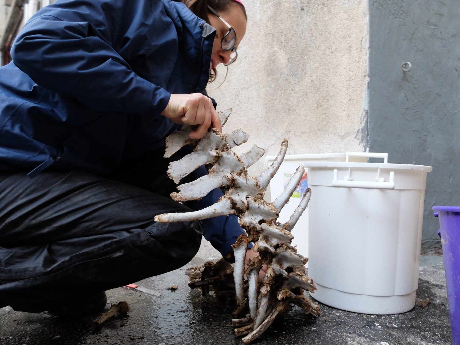 Where to Find Animal Bones for Collecting? - The Bone Cleaner